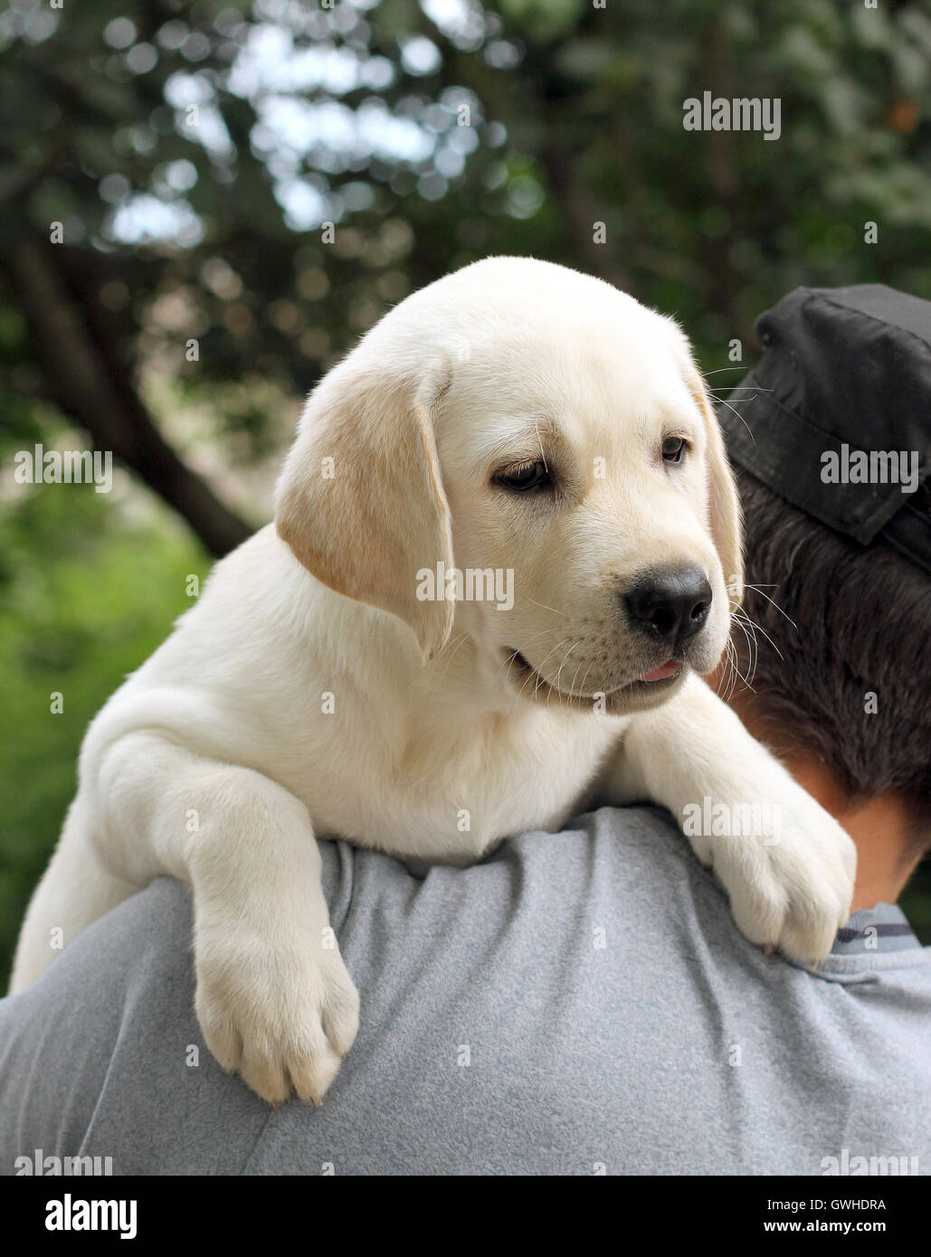 the little yellow labrador puppy a shoulder of a man Stock Photo - Alamy