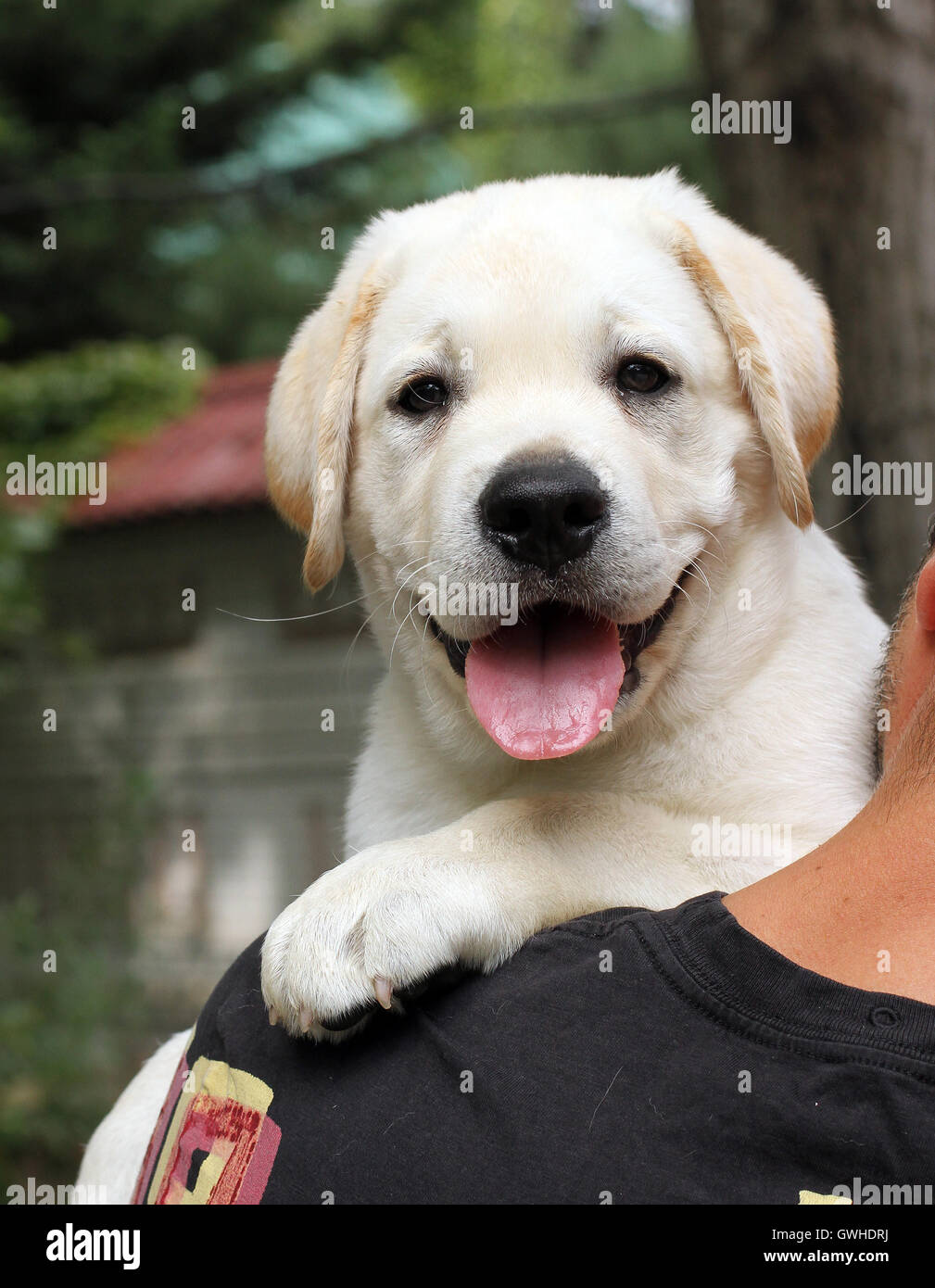 little yellow labrador puppy a shoulder of a man Stock Photo - Alamy