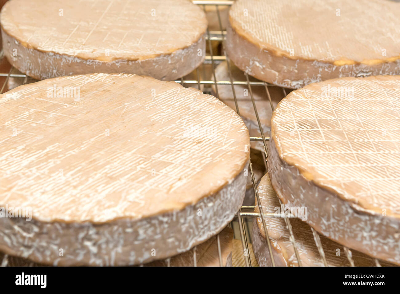 Mold And Cheesemaking High Resolution Stock Photography and Images - Alamy