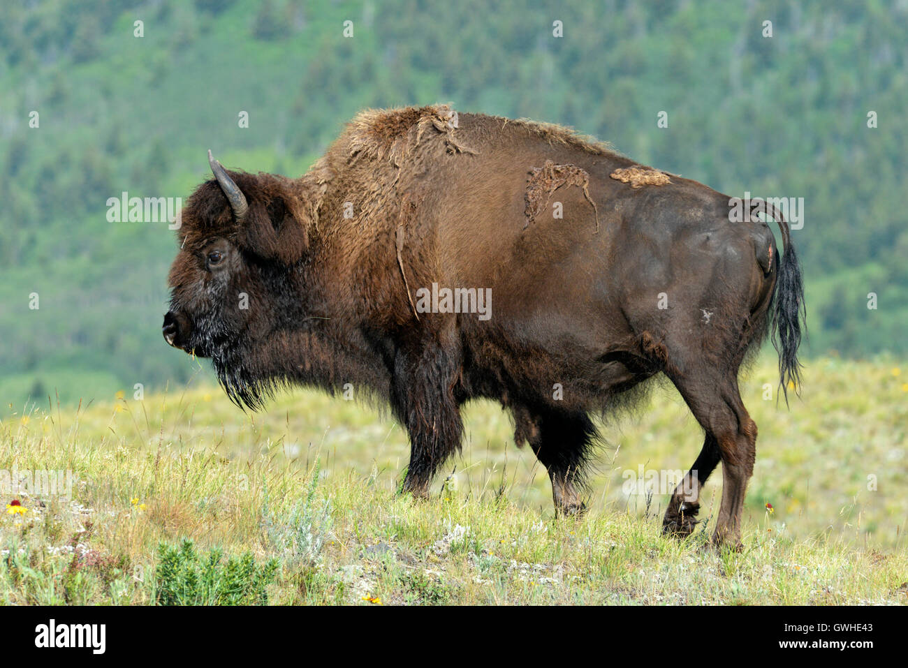 Bison - Bison bison bison Stock Photo - Alamy