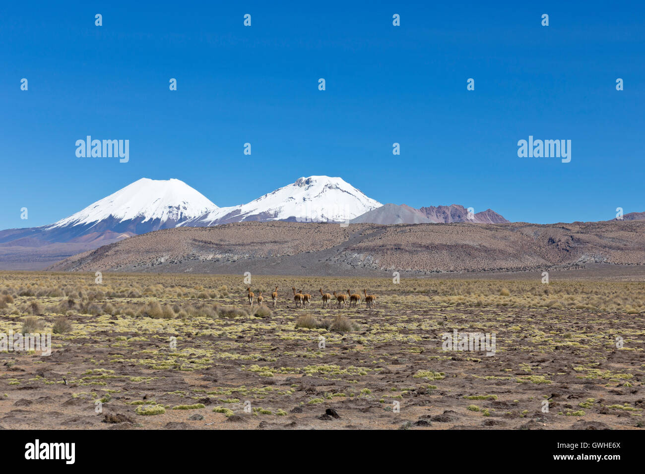 Group of vicuña (Vicugna vicugna) or vicugna in Sajama National Park ...