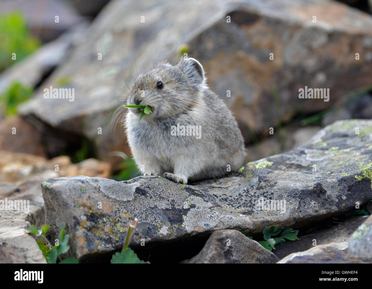 Rocky Mountain Pika - Ochotona princeps Stock Photo - Alamy