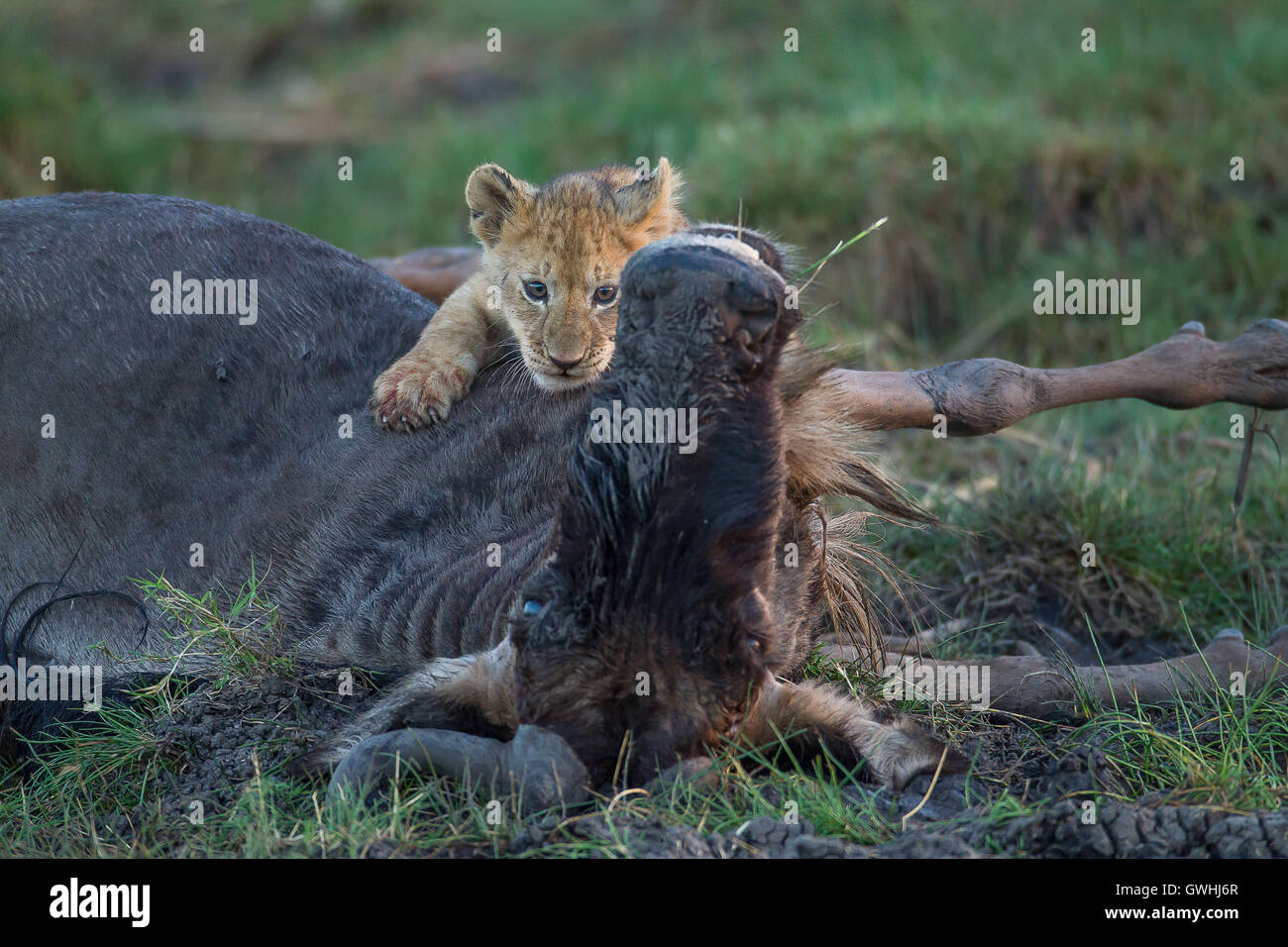 Lion hunting wildebeest hi-res stock photography and images - Alamy
