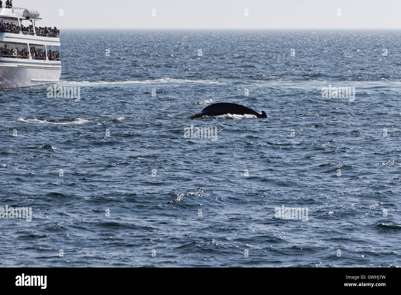 Whale watching experience off the coast of Atlantic Stock Photo - Alamy