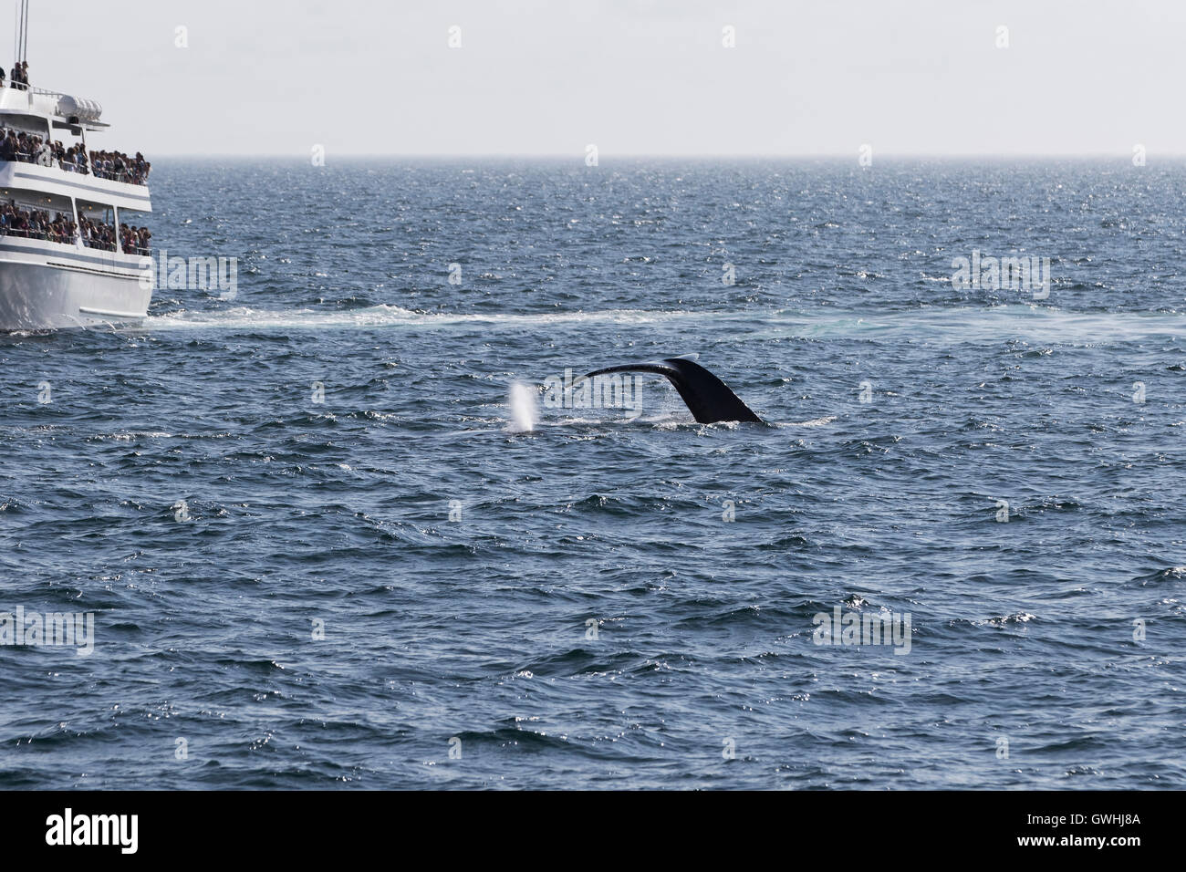Whale watching experience off the coast of Atlantic Stock Photo - Alamy