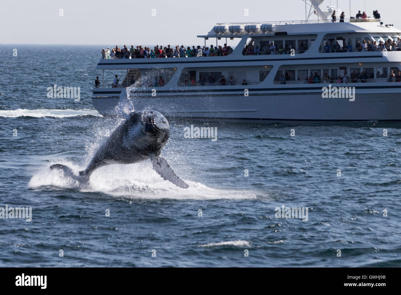 Whale watching experience off the coast of Atlantic Stock Photo - Alamy