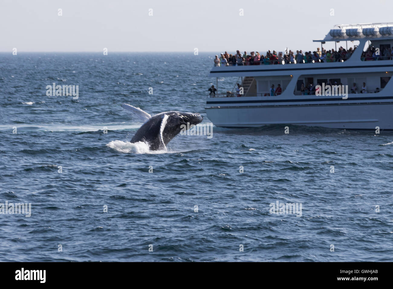 Whale watching experience off the coast of Atlantic Stock Photo - Alamy