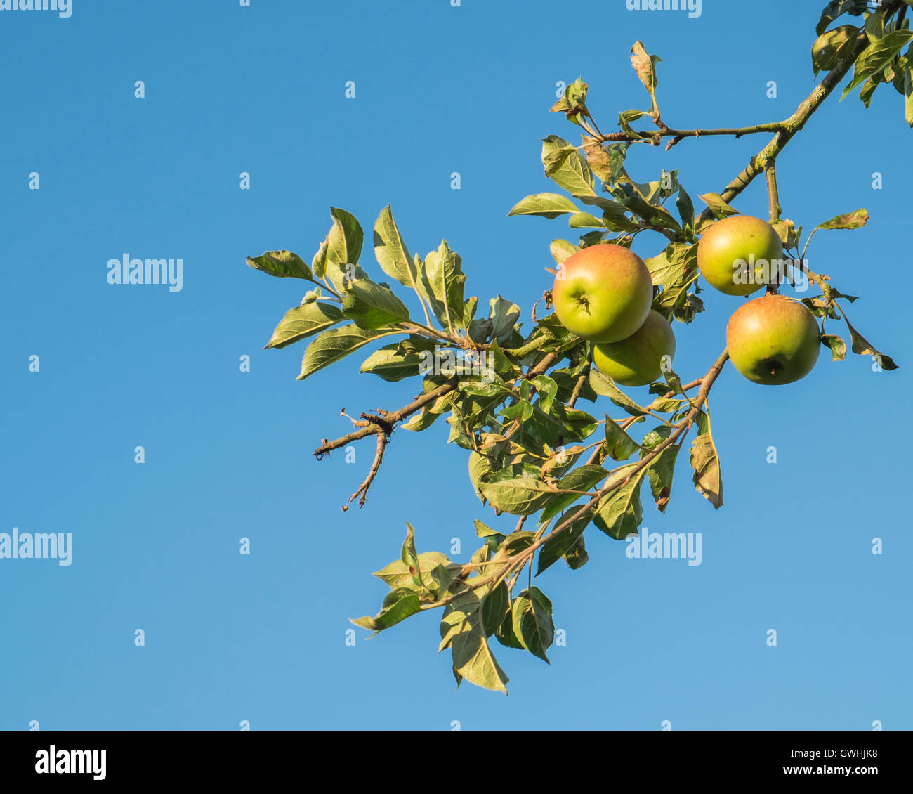 Apples hanging on the tree hi-res stock photography and images - Alamy