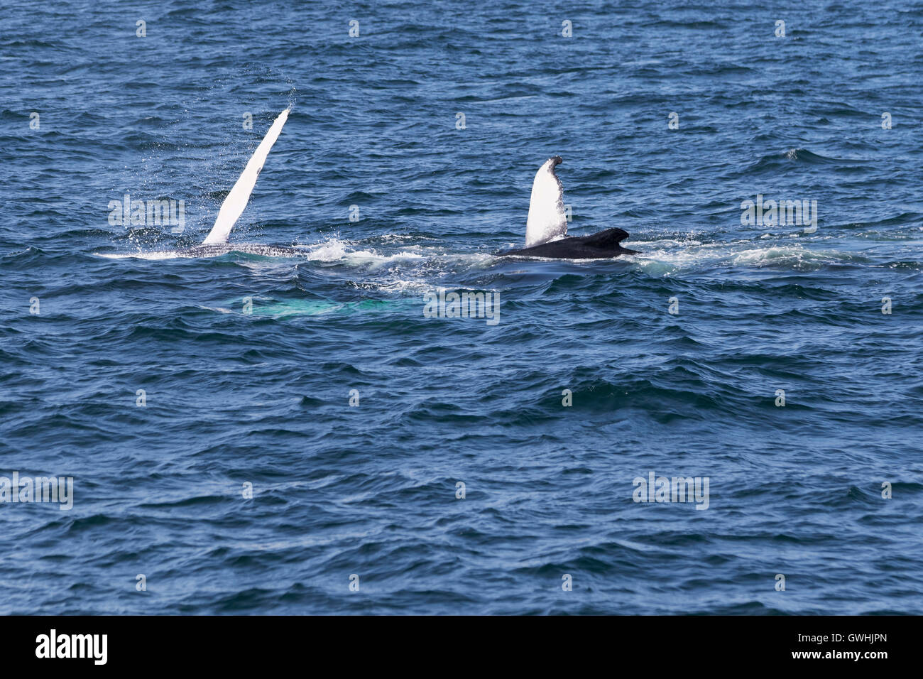 Whale watching experience off the coast of Atlantic Stock Photo - Alamy