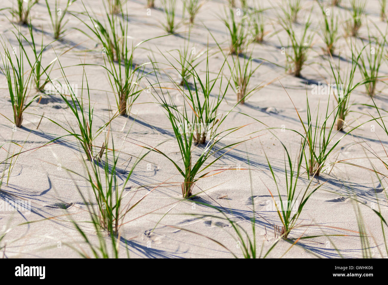 Grass and white sand dunes on the beach on a hot summer afternoon Stock ...
