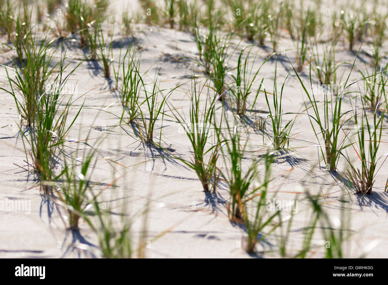 Grass and white sand dunes on the beach on a hot summer afternoon Stock ...