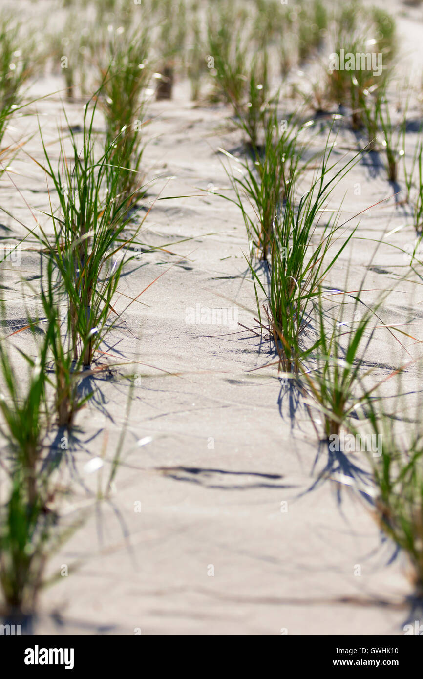 Grass and white sand dunes on the beach on a hot summer afternoon Stock ...
