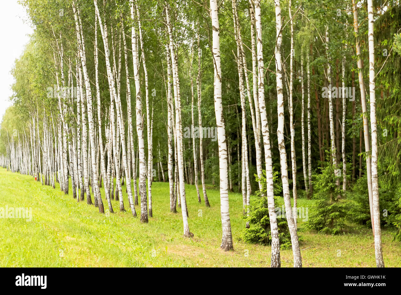 Birch tree forest in a Russian countryside Stock Photo - Alamy
