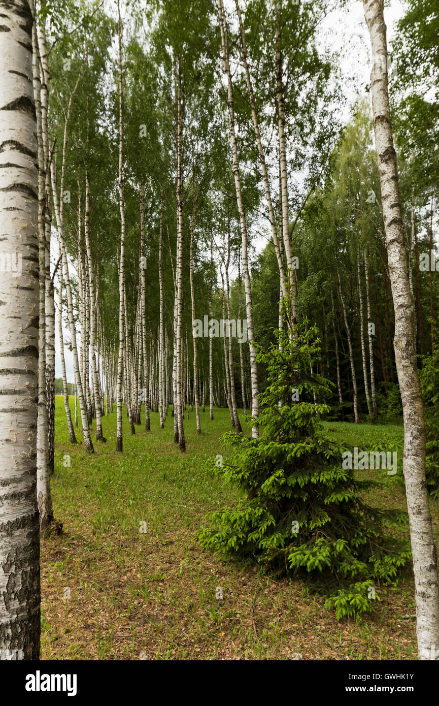 Birch tree forest in a Russian countryside Stock Photo - Alamy