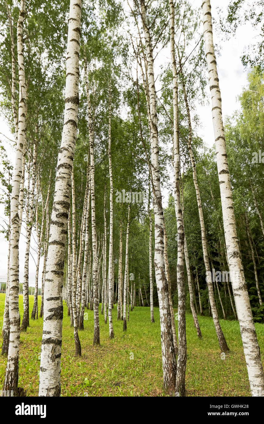 Birch tree forest in a Russian countryside Stock Photo - Alamy