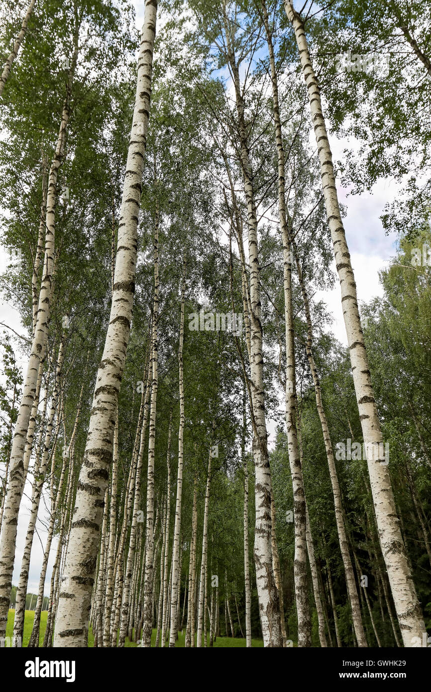 Birch tree forest in a Russian countryside Stock Photo - Alamy