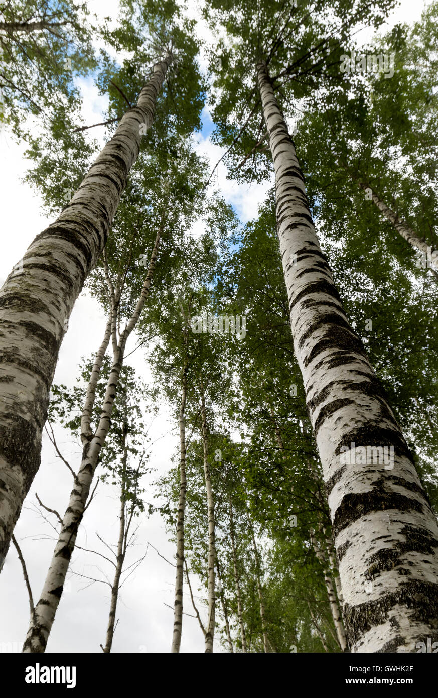 Birch tree forest in a Russian countryside Stock Photo - Alamy