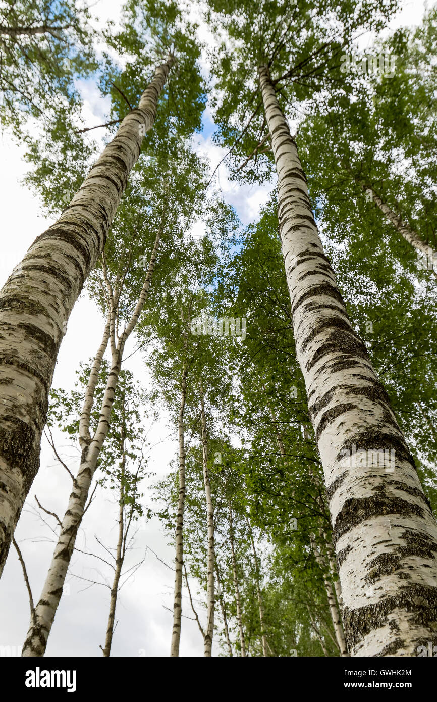 Birch tree forest in a Russian countryside Stock Photo - Alamy