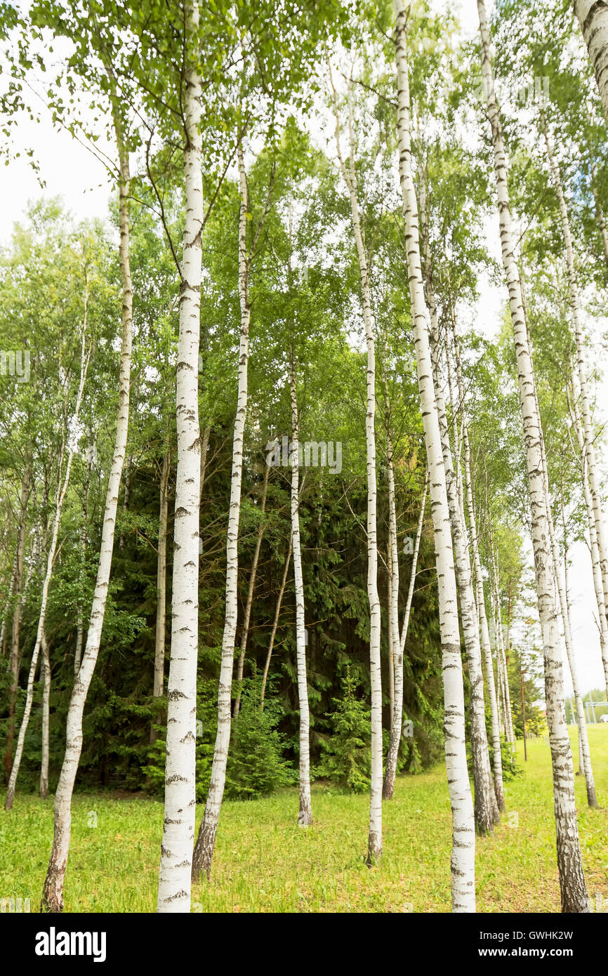 Birch tree forest in a Russian countryside Stock Photo - Alamy