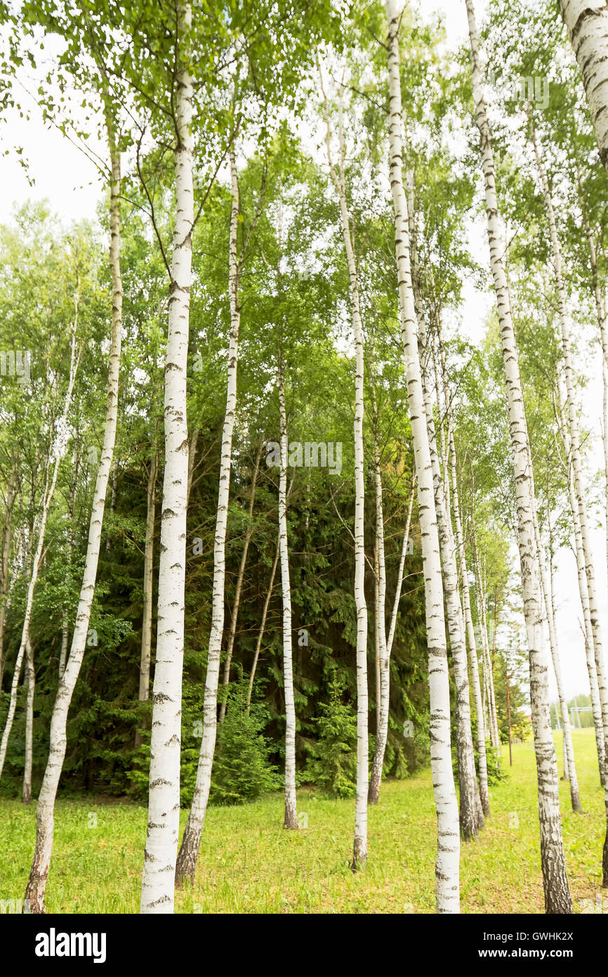 Birch tree forest in a Russian countryside Stock Photo - Alamy
