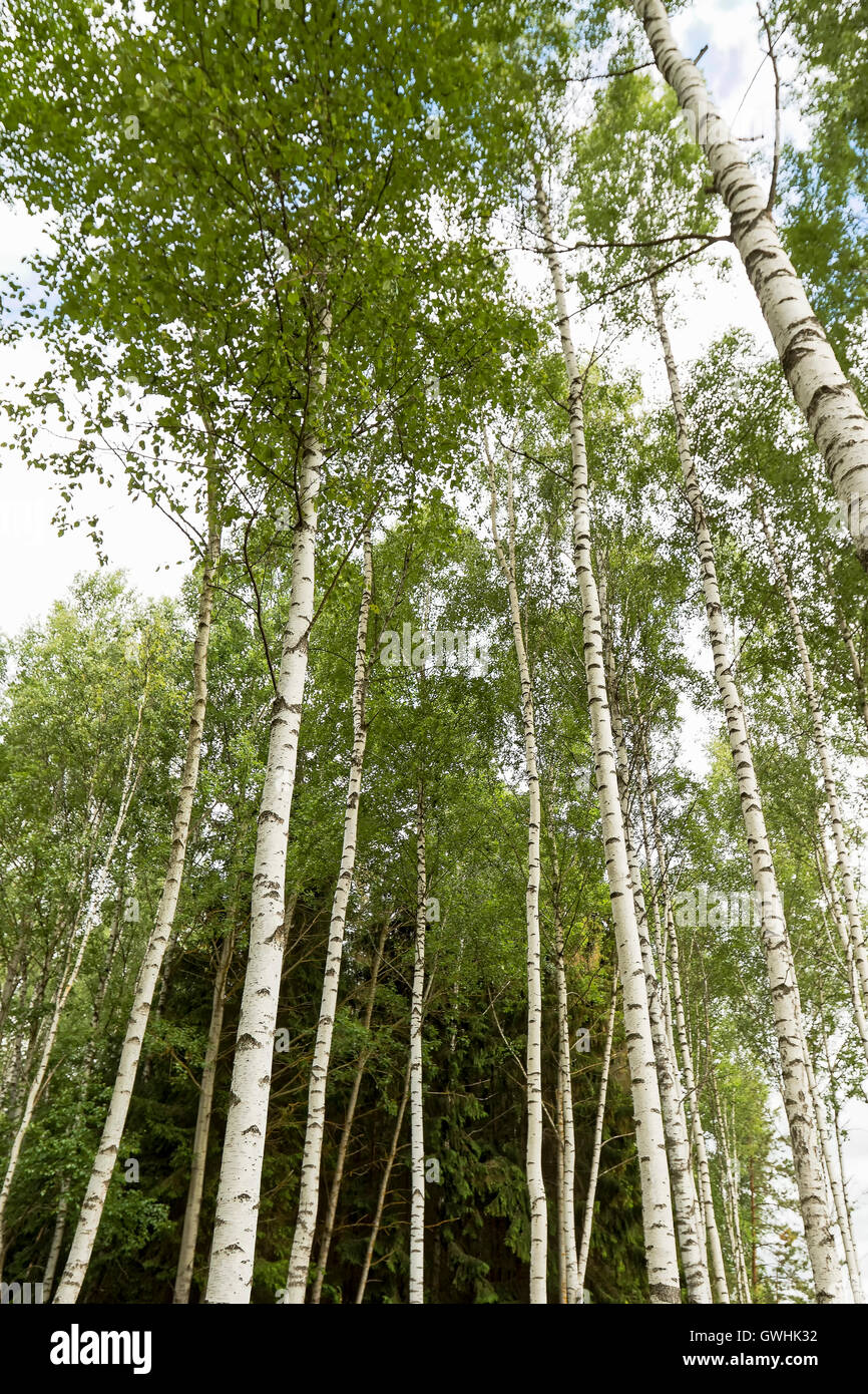 Birch tree forest in a Russian countryside Stock Photo - Alamy