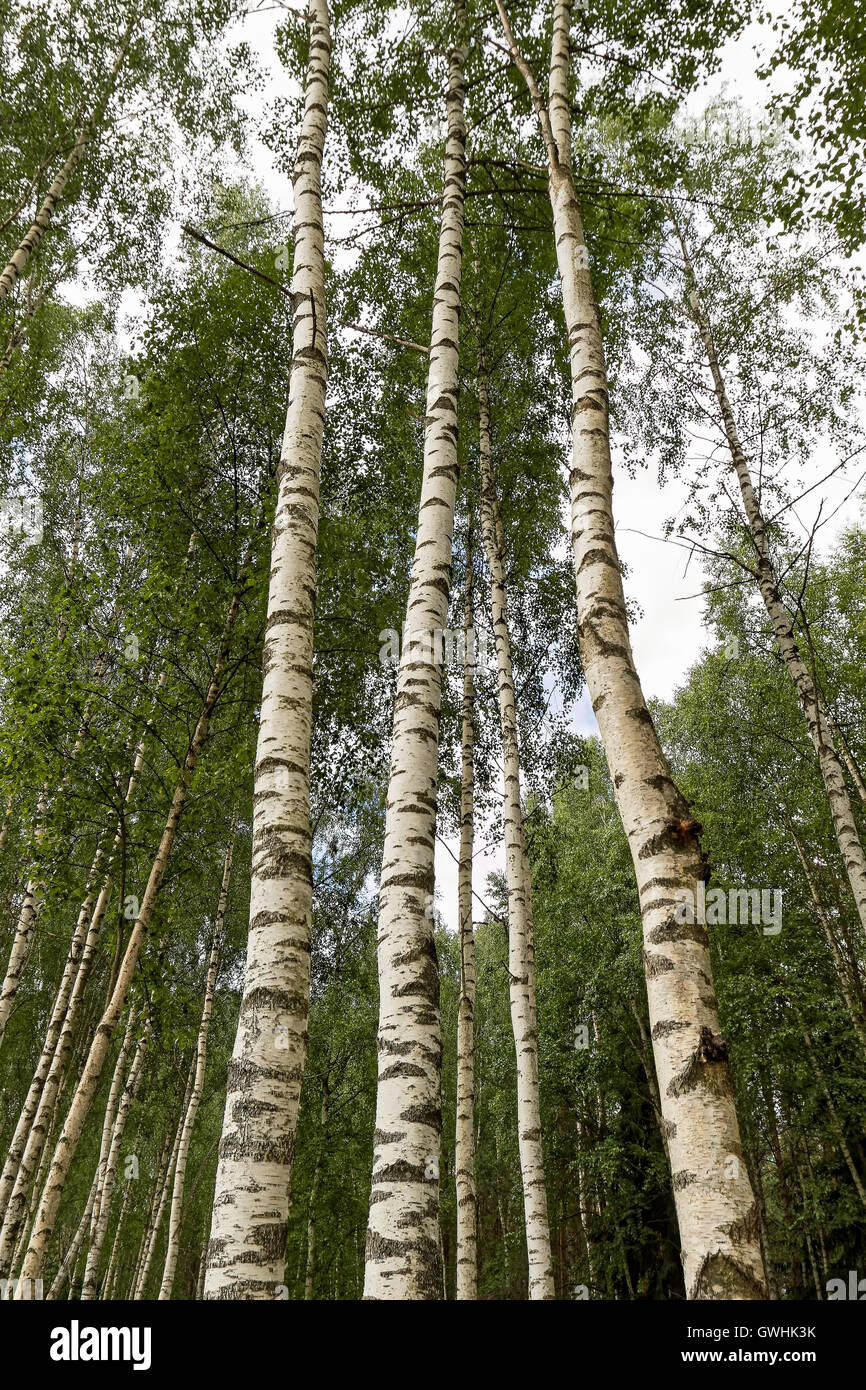 Birch tree forest in a Russian countryside Stock Photo - Alamy