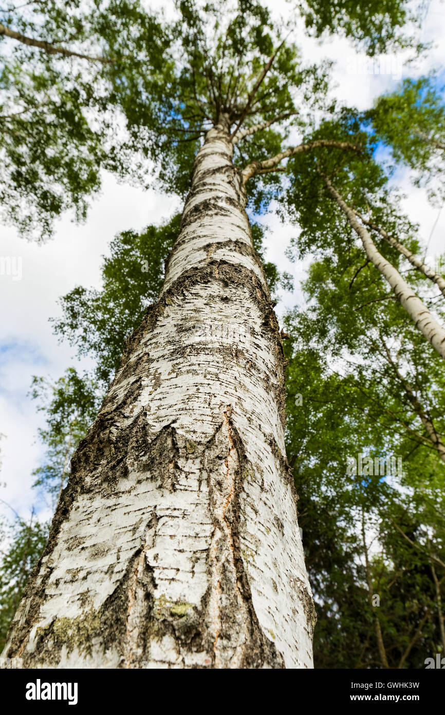 Birch tree forest in a Russian countryside Stock Photo - Alamy