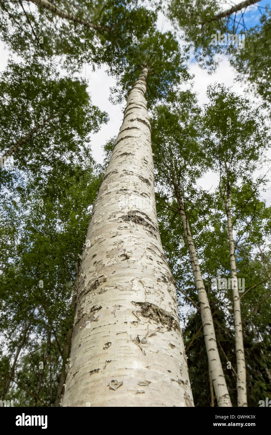 Birch tree forest in a Russian countryside Stock Photo - Alamy