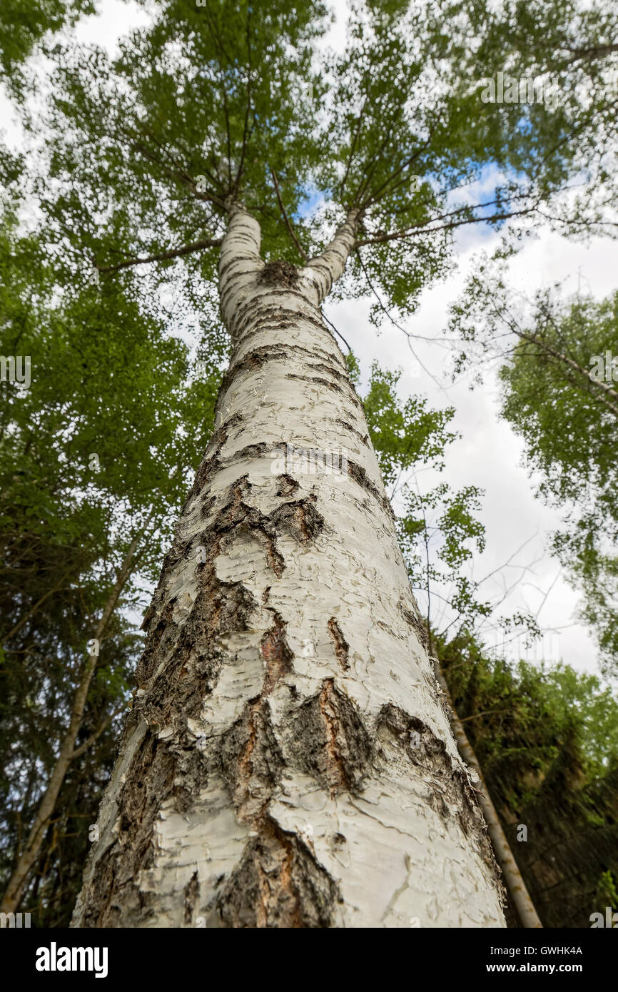Birch tree forest in a Russian countryside Stock Photo - Alamy