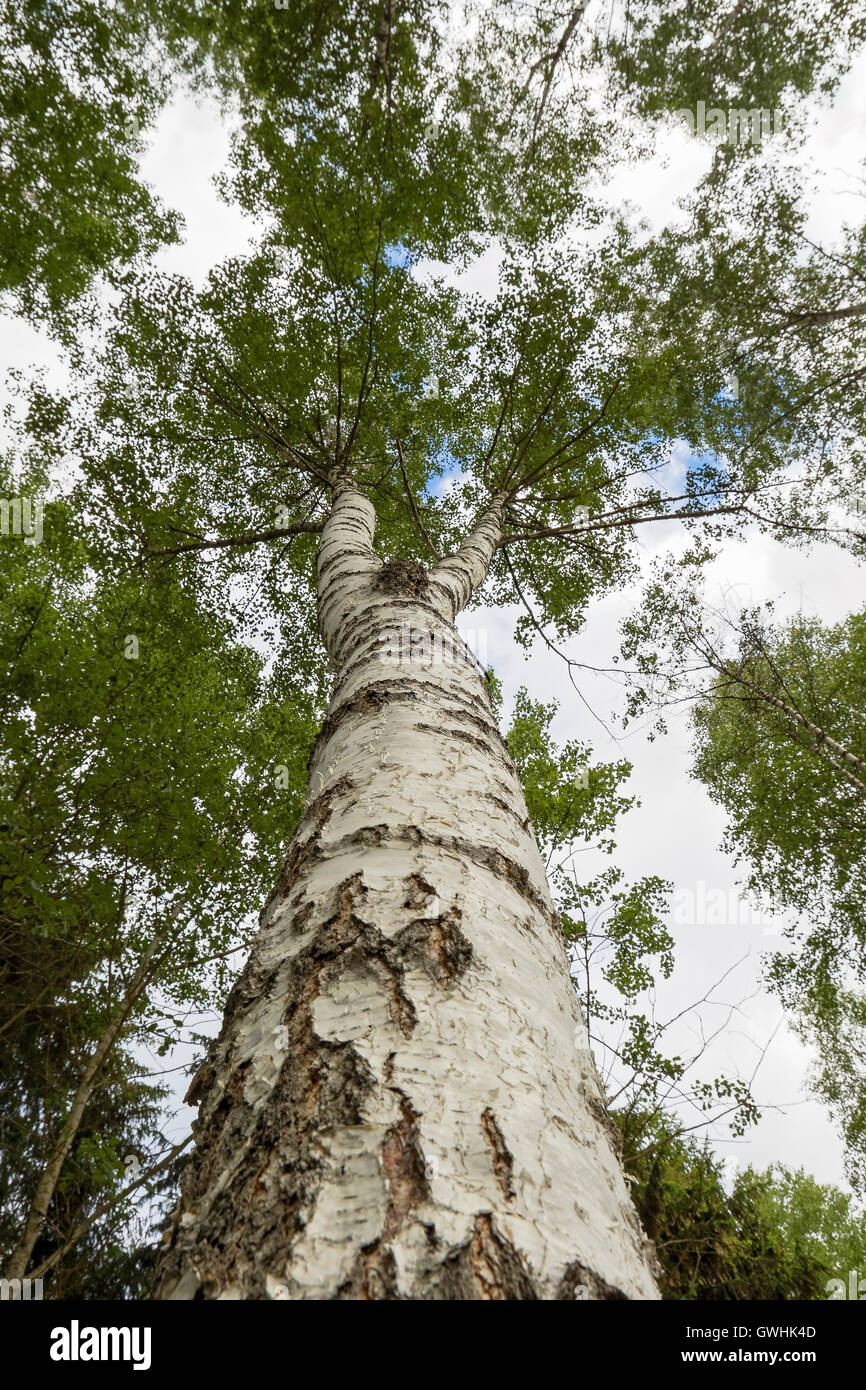 Birch tree forest in a Russian countryside Stock Photo - Alamy