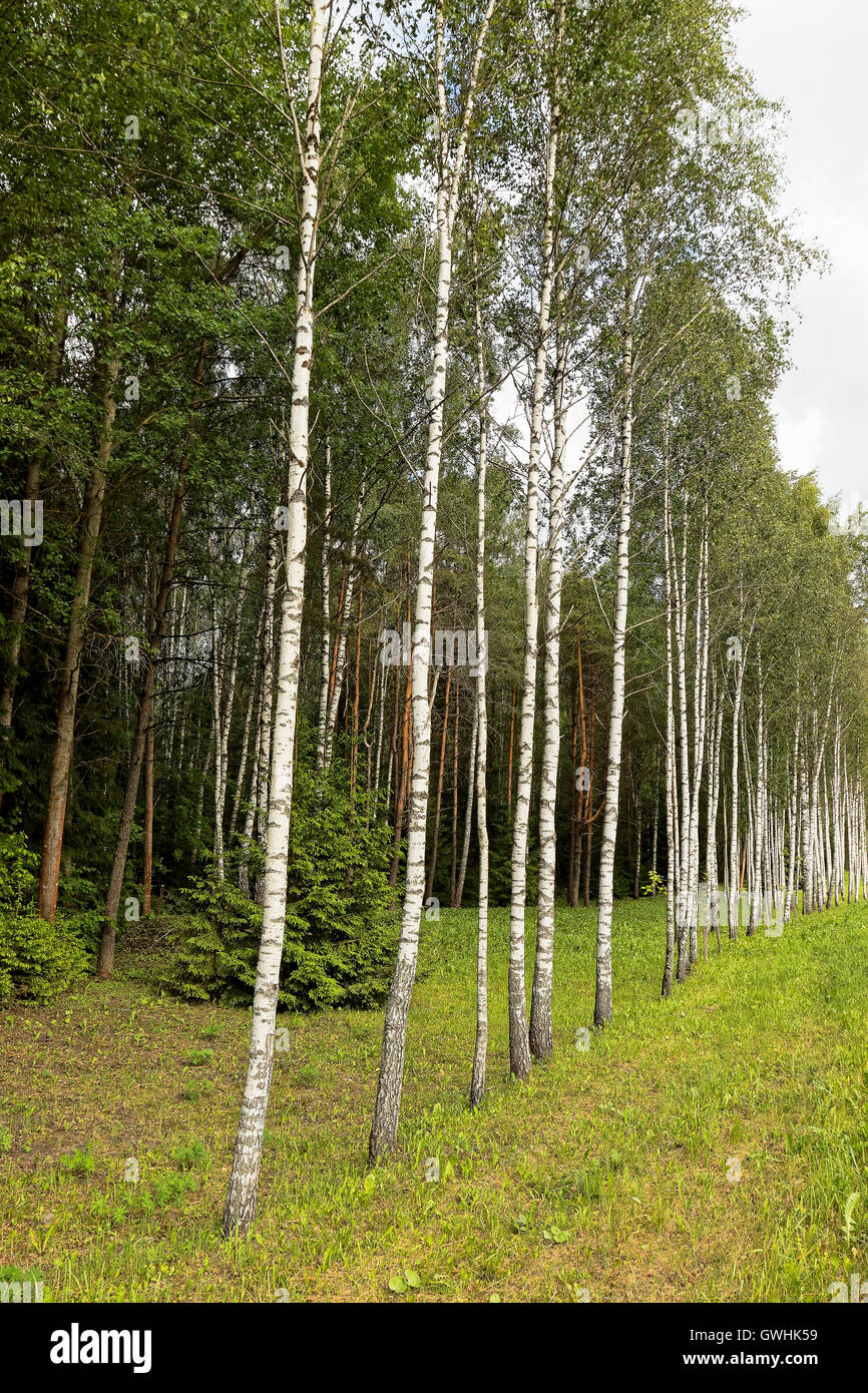 Birch tree forest in a Russian countryside Stock Photo - Alamy