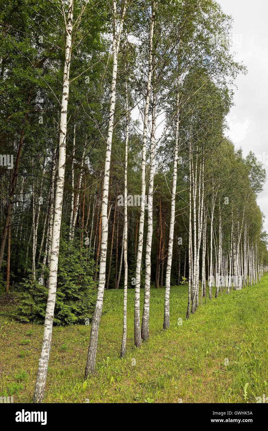 Birch tree forest in a Russian countryside Stock Photo - Alamy