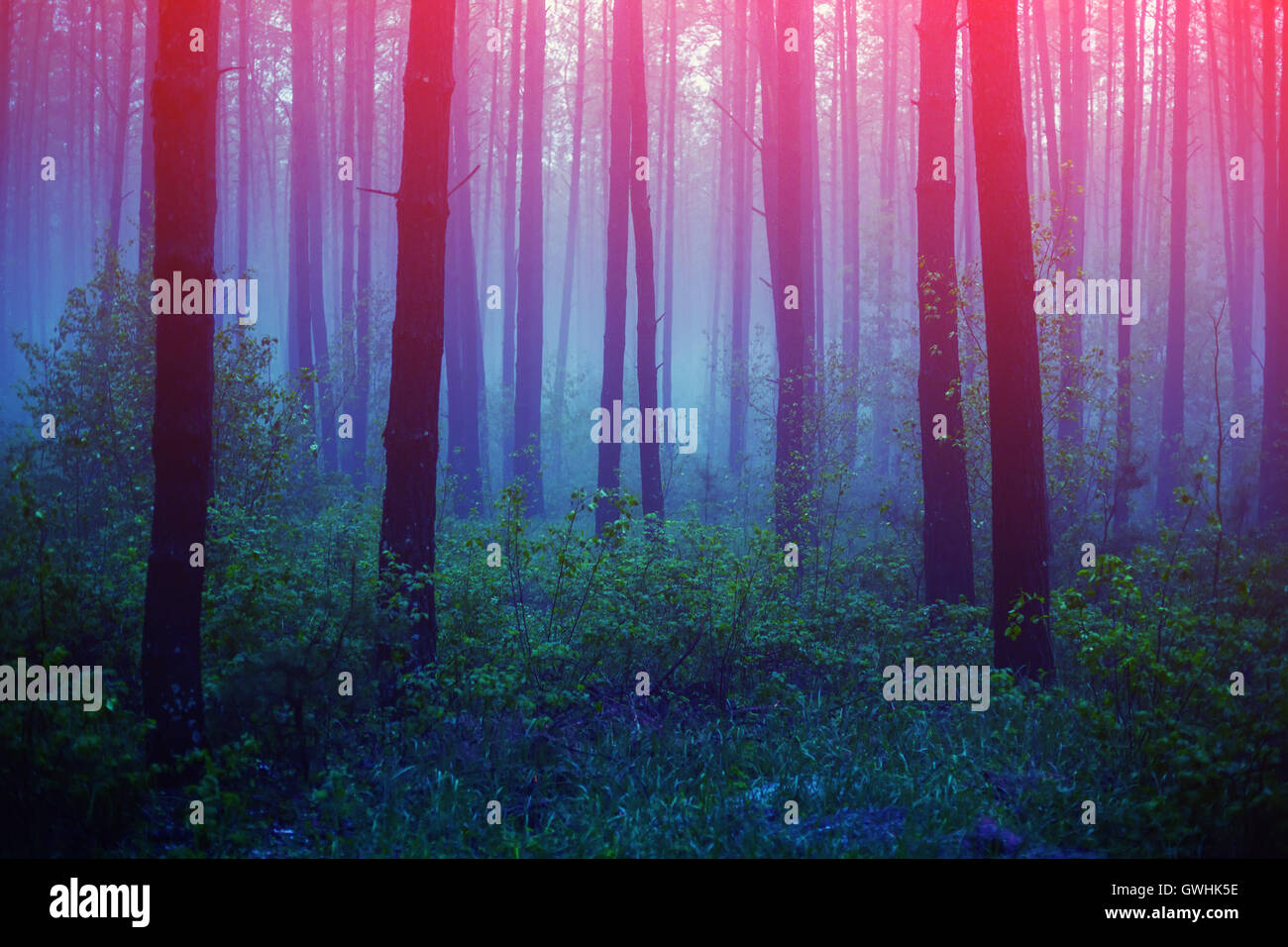 Fairy forest misty evening sun hi-res stock photography and images - Alamy