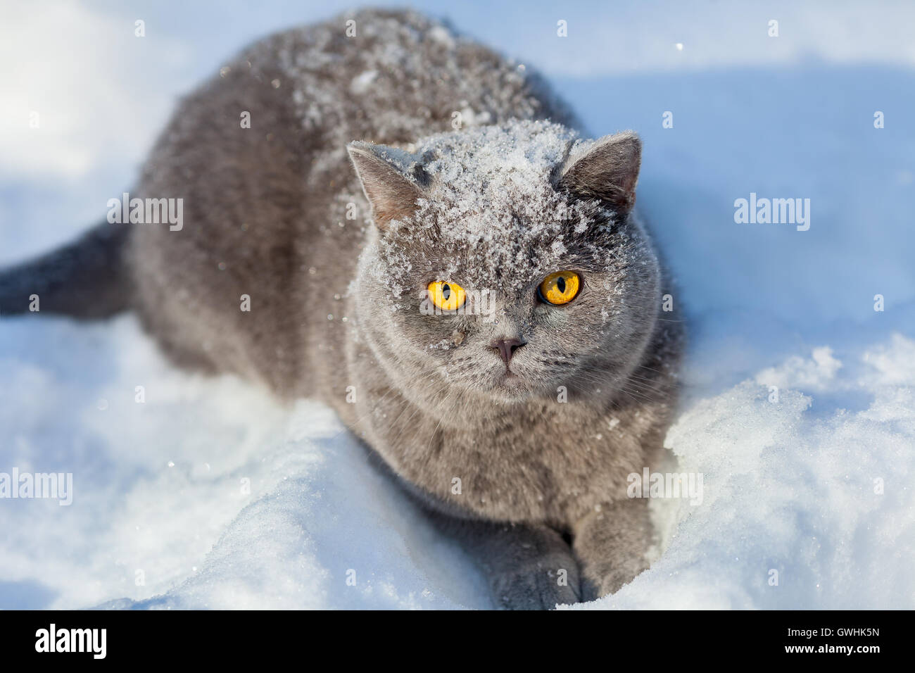 Covered with snow cat sitting in snow Stock Photo - Alamy