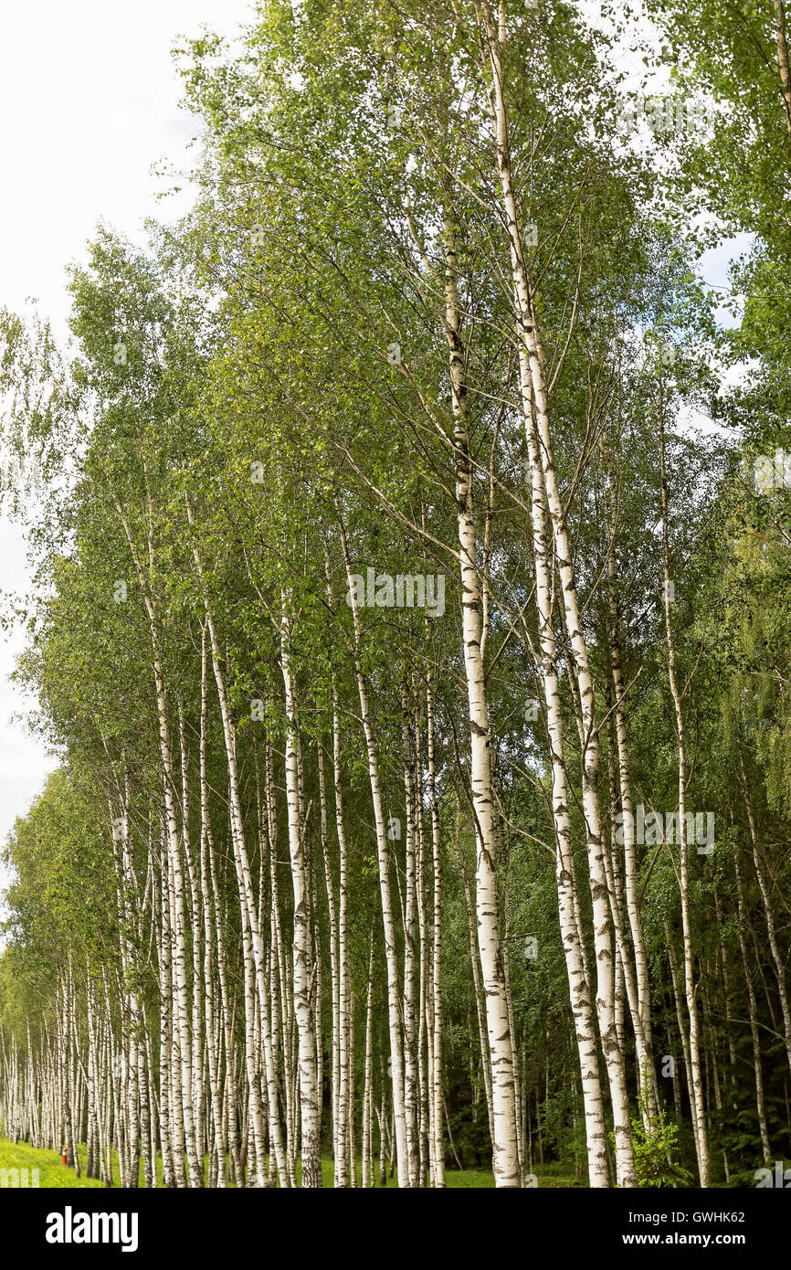 Birch tree forest in a Russian countryside Stock Photo - Alamy