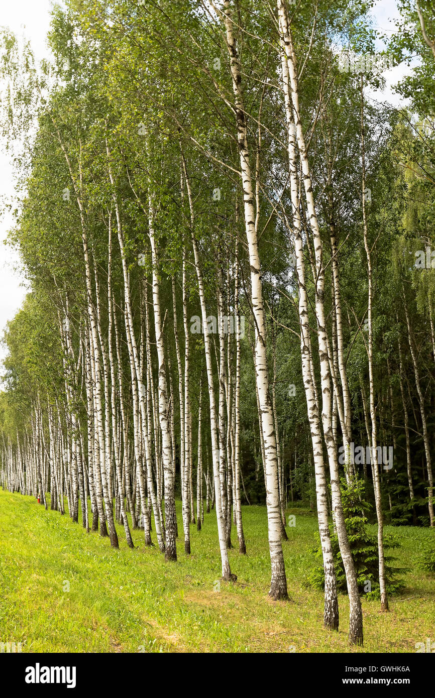 Birch tree forest in a Russian countryside Stock Photo - Alamy