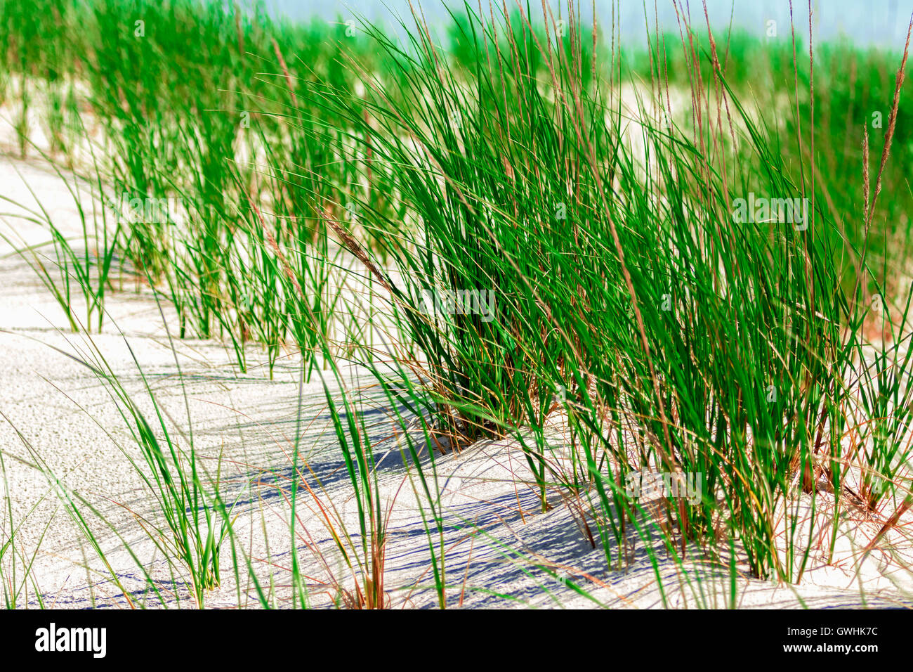 Grass and white sand dunes on the beach on a hot summer afternoon Stock ...