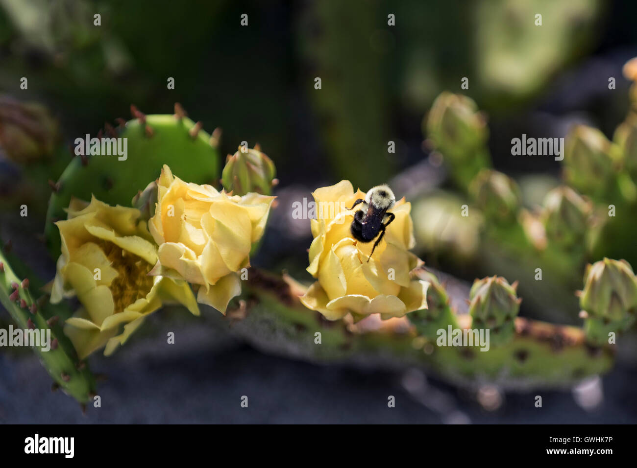 Bees pollinating beautiful bright yellow cactus flowers Stock Photo - Alamy