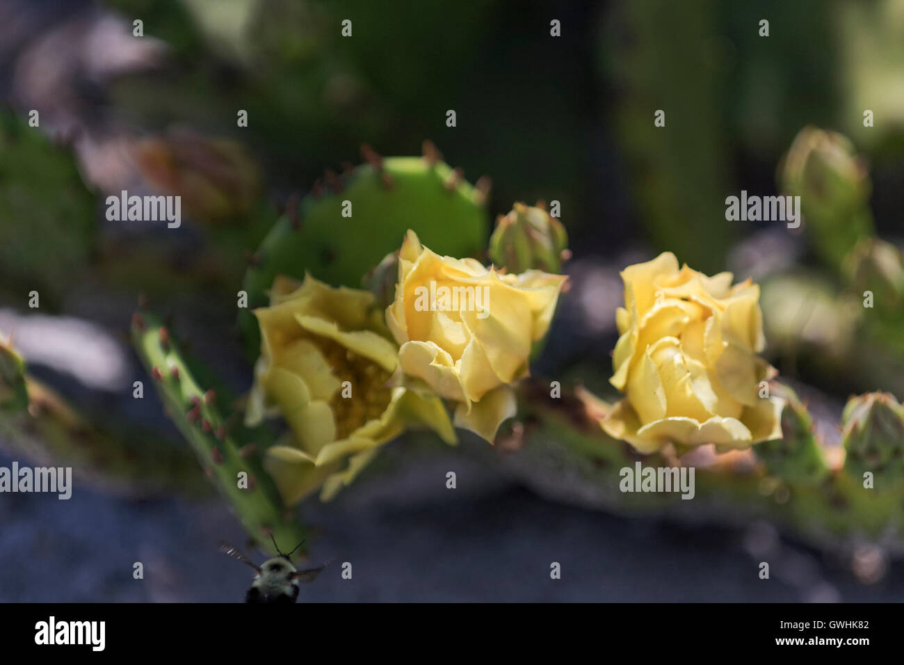 Bees pollinating beautiful bright yellow cactus flowers Stock Photo - Alamy