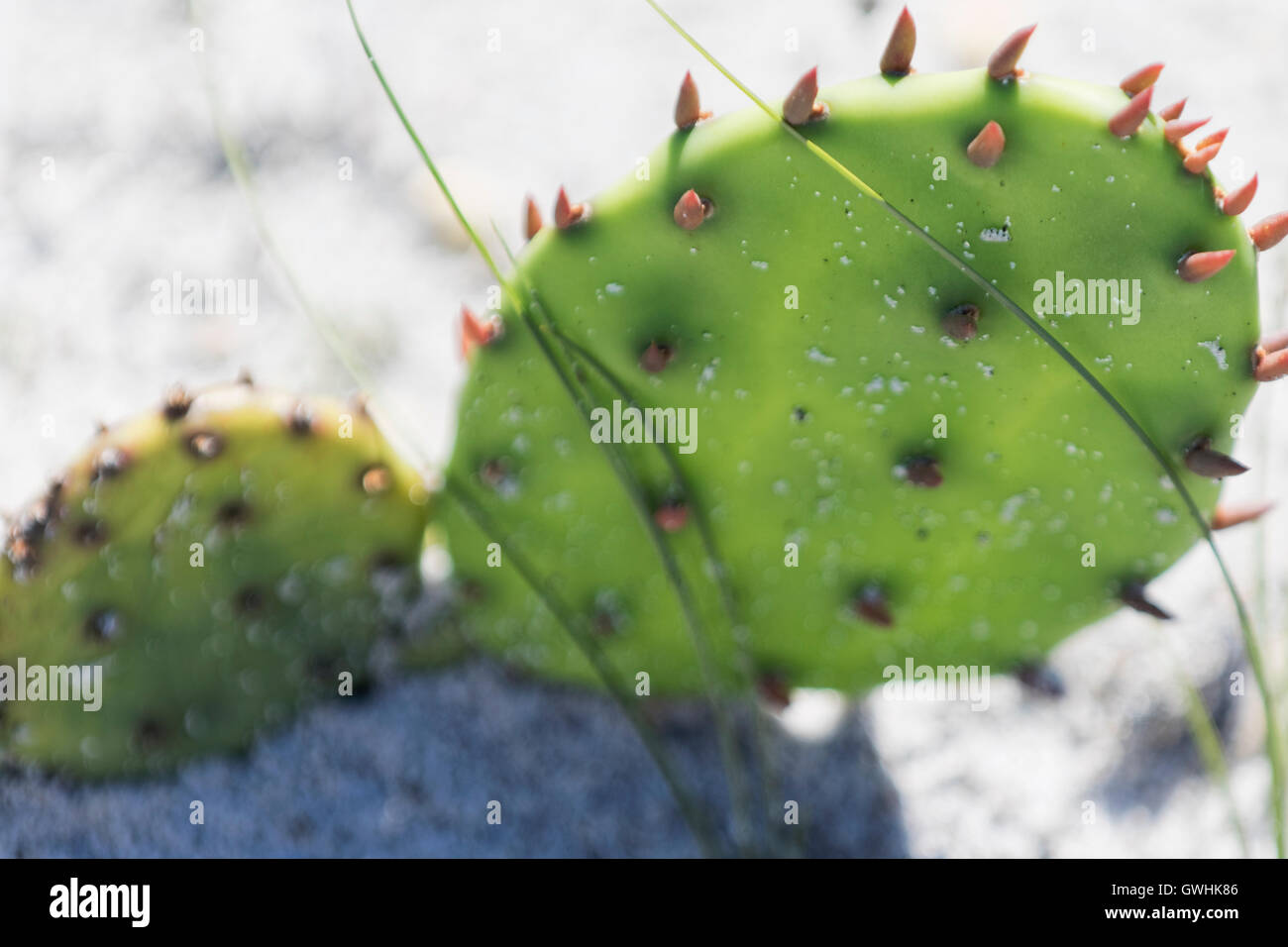 Bees pollinating beautiful bright yellow cactus flowers Stock Photo - Alamy