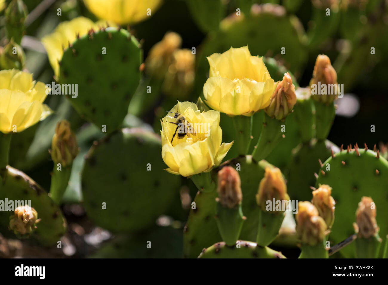 Bees pollinating beautiful bright yellow cactus flowers Stock Photo - Alamy