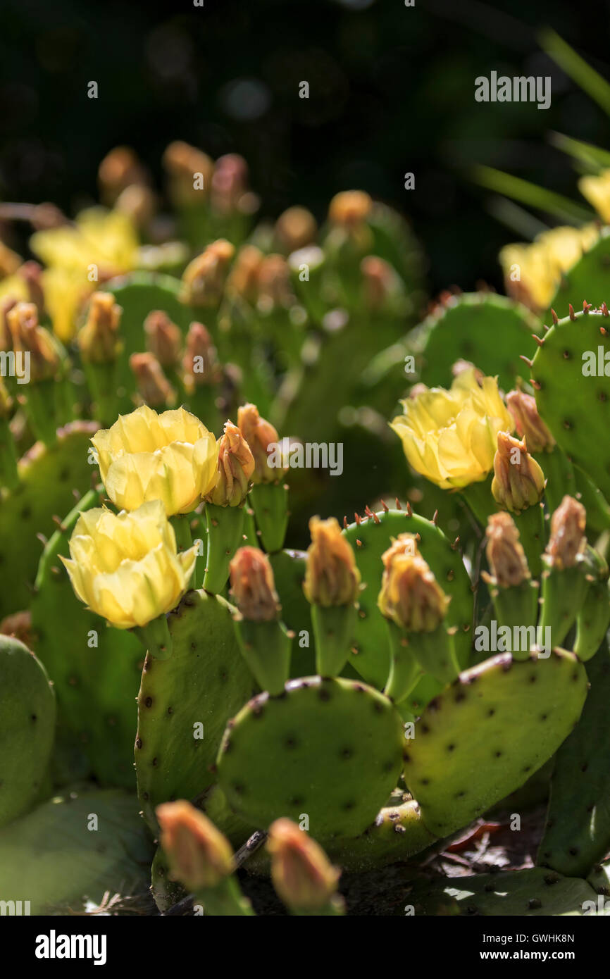 Bees pollinating beautiful bright yellow cactus flowers Stock Photo - Alamy