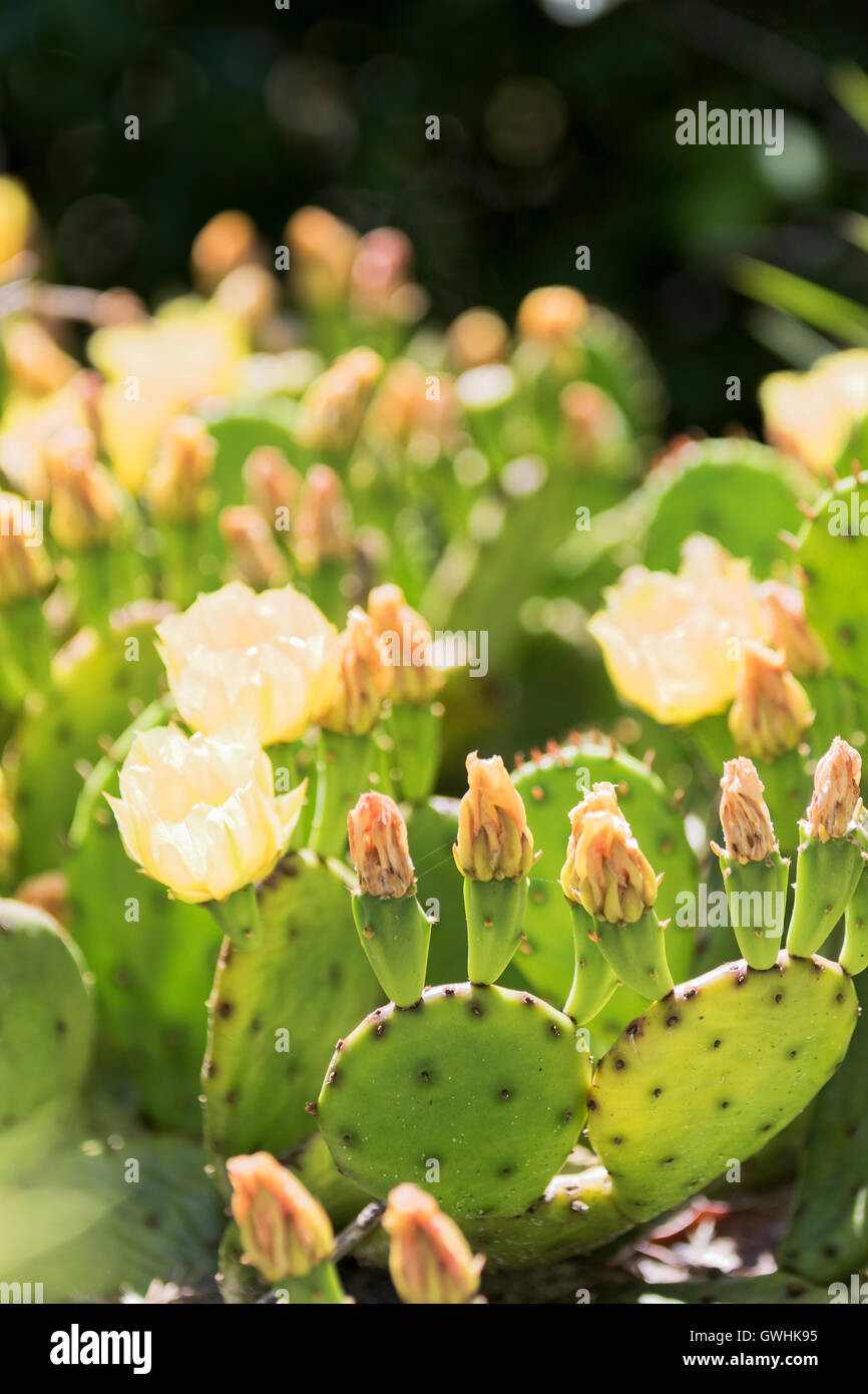 Bees pollinating beautiful bright yellow cactus flowers Stock Photo - Alamy