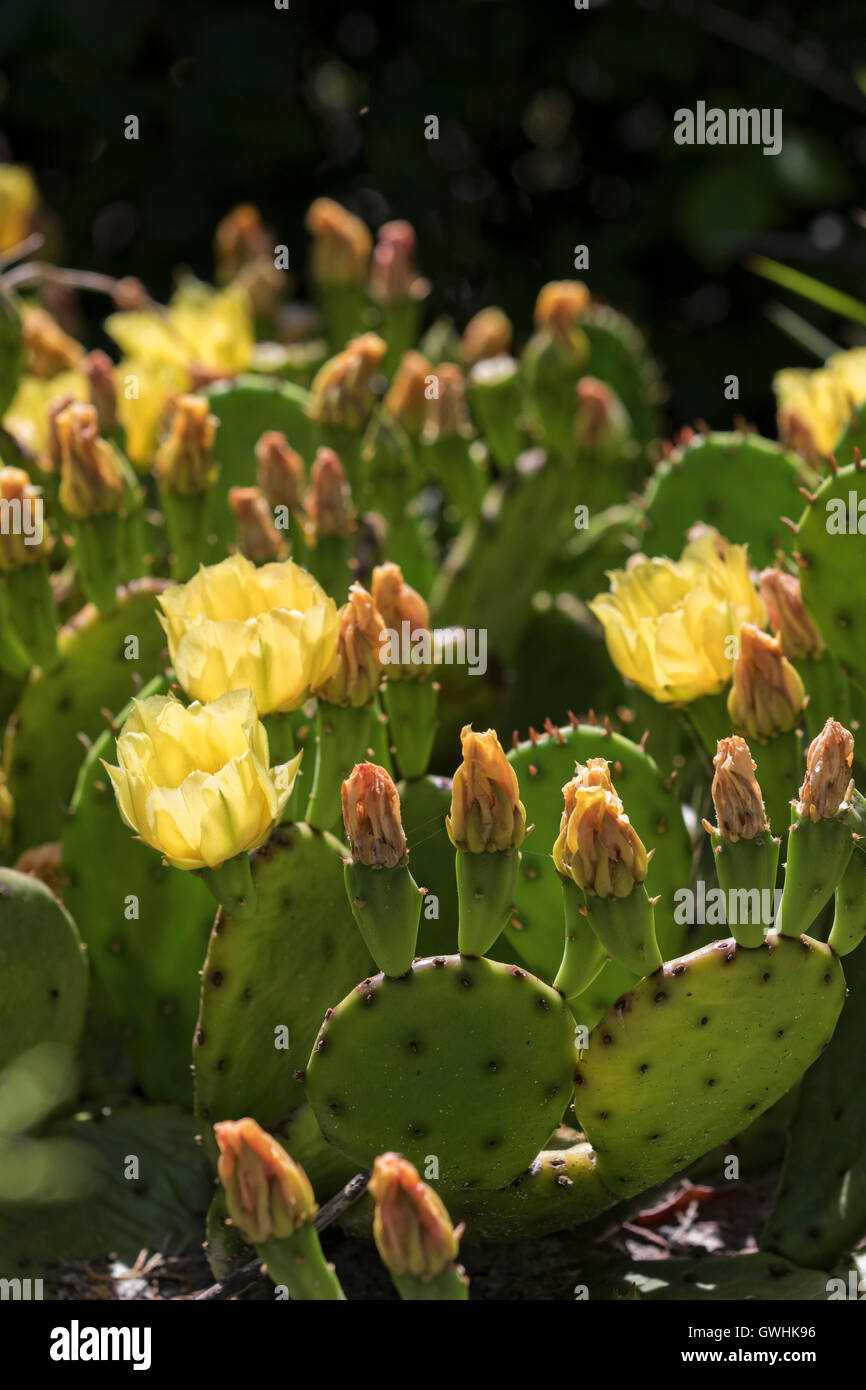 Bees pollinating beautiful bright yellow cactus flowers Stock Photo - Alamy