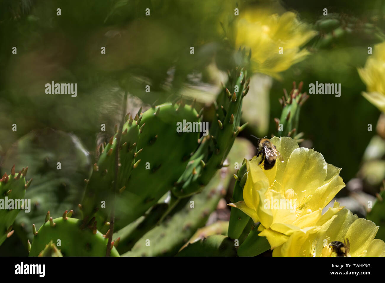Bees pollinating beautiful bright yellow cactus flowers Stock Photo - Alamy