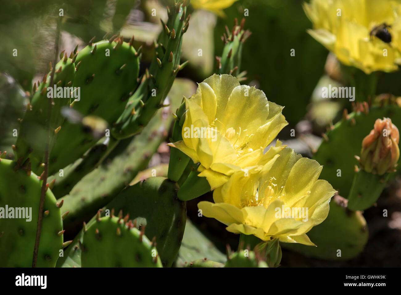 Bees pollinating beautiful bright yellow cactus flowers Stock Photo - Alamy