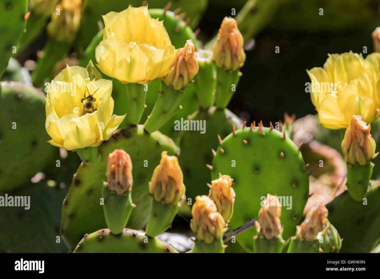Bees pollinating beautiful bright yellow cactus flowers Stock Photo - Alamy