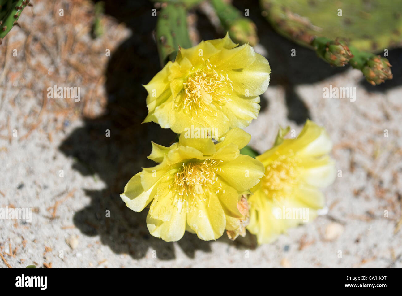 Bees pollinating beautiful bright yellow cactus flowers Stock Photo - Alamy