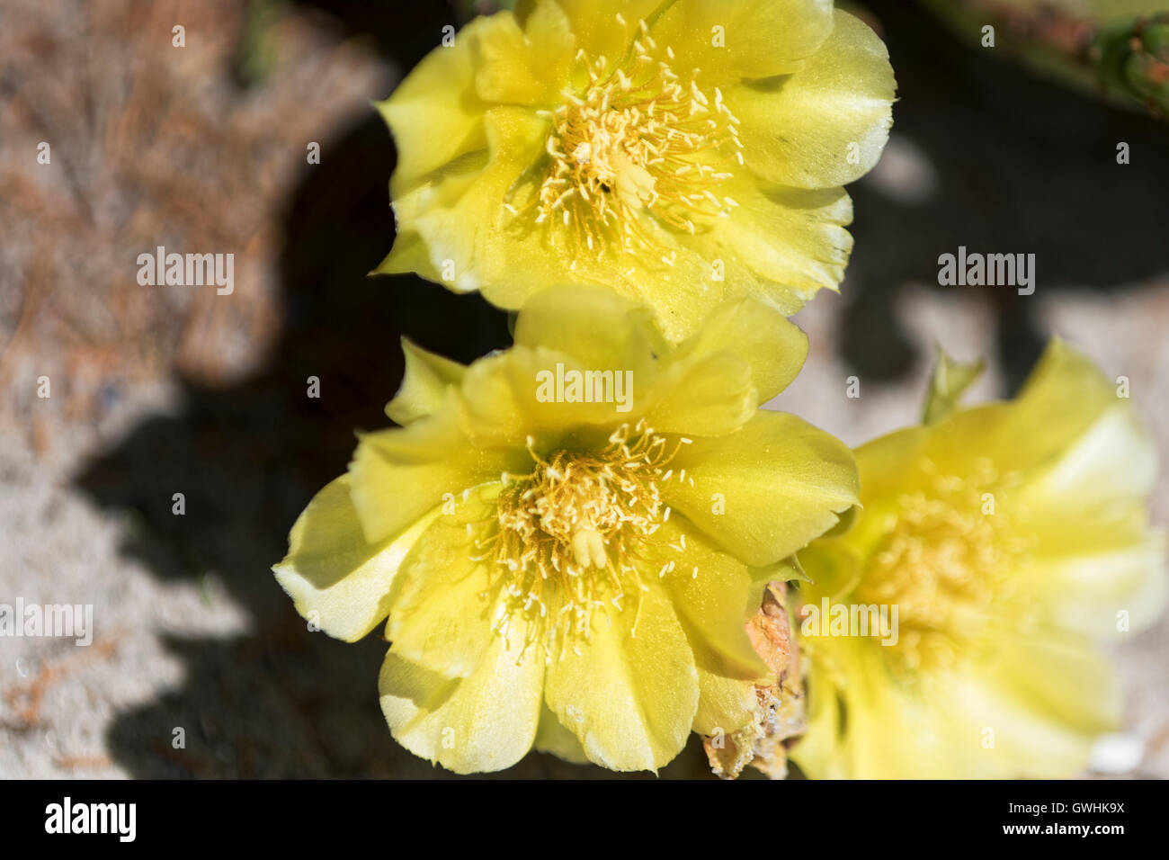 Bees pollinating beautiful bright yellow cactus flowers Stock Photo - Alamy