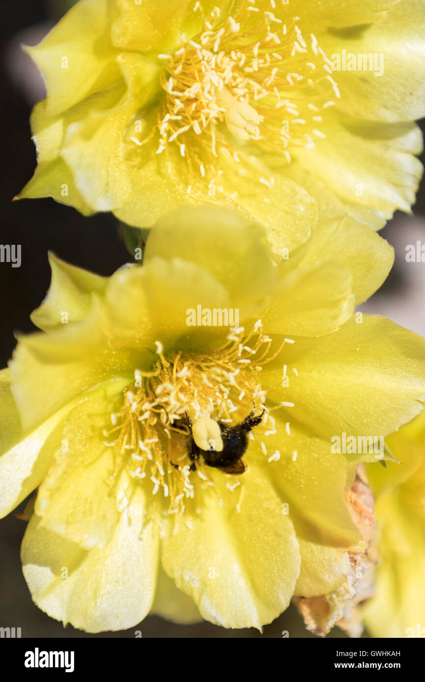 Bees pollinating beautiful bright yellow cactus flowers Stock Photo - Alamy